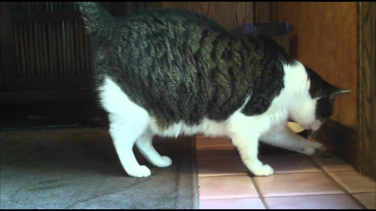 Cat Ringing a Bell to Eat - YouTube