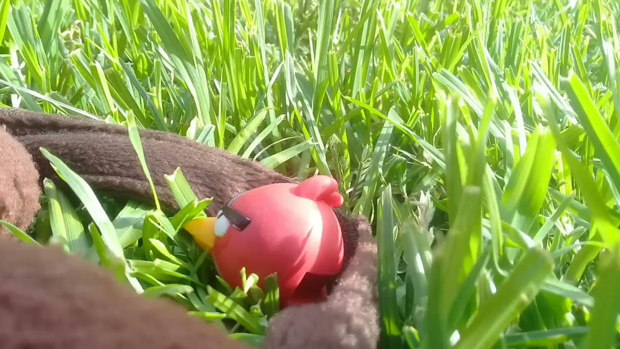 angry birds animation test by squeeze studio animation version stop ...