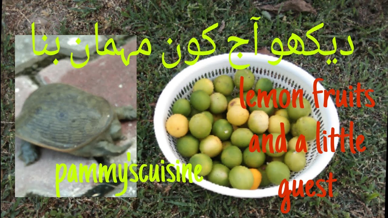 wawww looks lemon fruits&meet my little guest @pammy'scuisine ...
