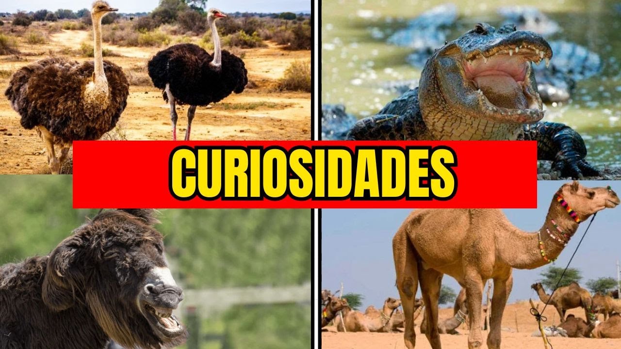 Datos Curiosos de Animales que Debes Conocer AHORA!! - YouTube