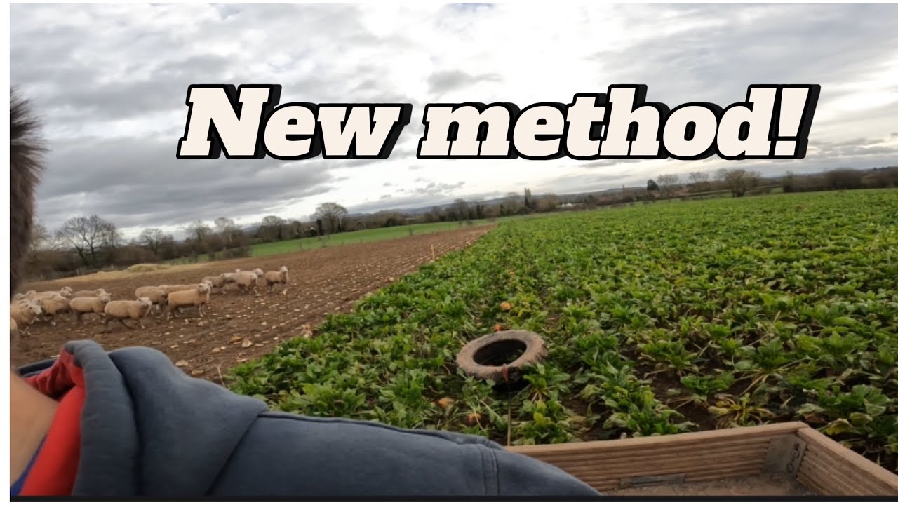 Moving fodder beat break fences ⁠#sheep #farming #quadbikes - YouTube