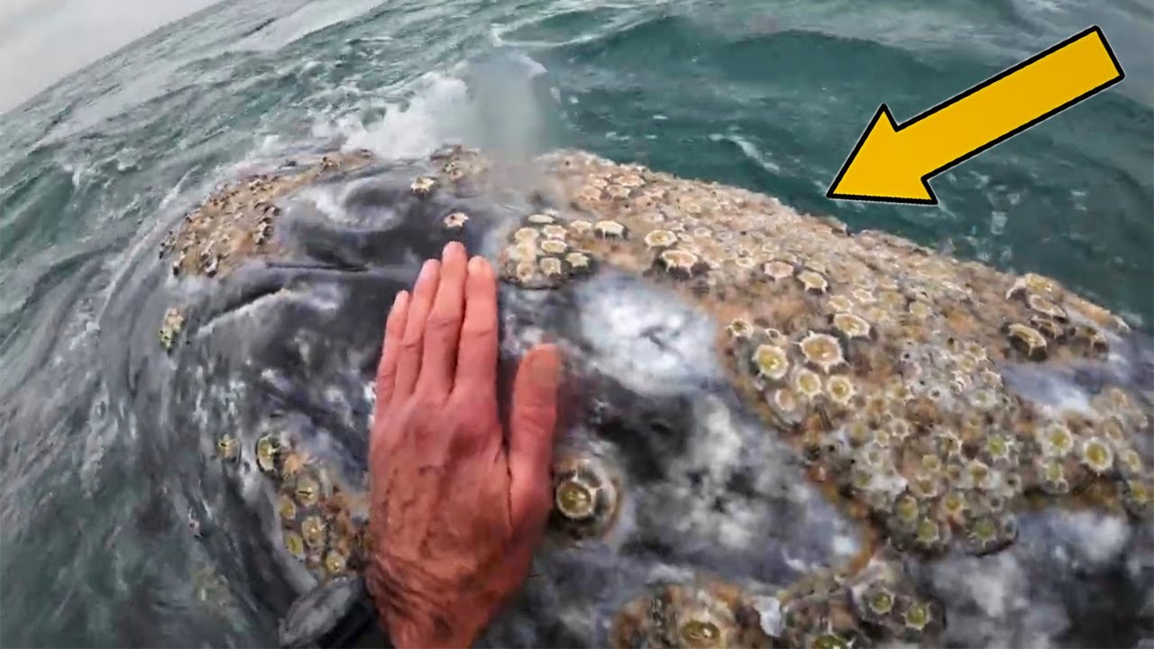 Quitando PERCEBES en BALLENAS 🐳 ¿Por qué los Balanos se Pegan a las ...