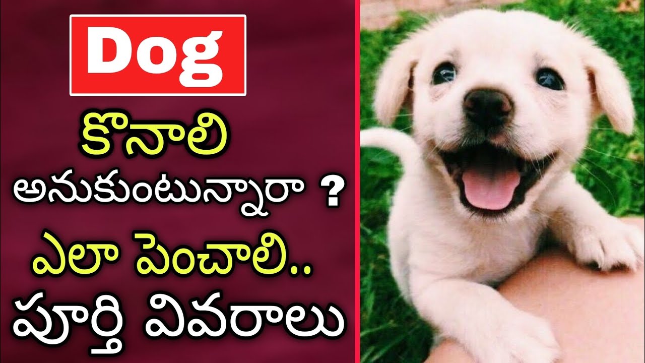 How to buy Dog Breeds in telugu in market ఎలా పెంచాలి పూర్తి వివరాలు ...