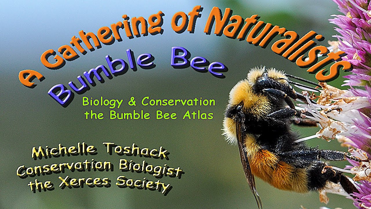 Bumble Bee: Biology and Conservation; the Bumble Bee Atlas - YouTube