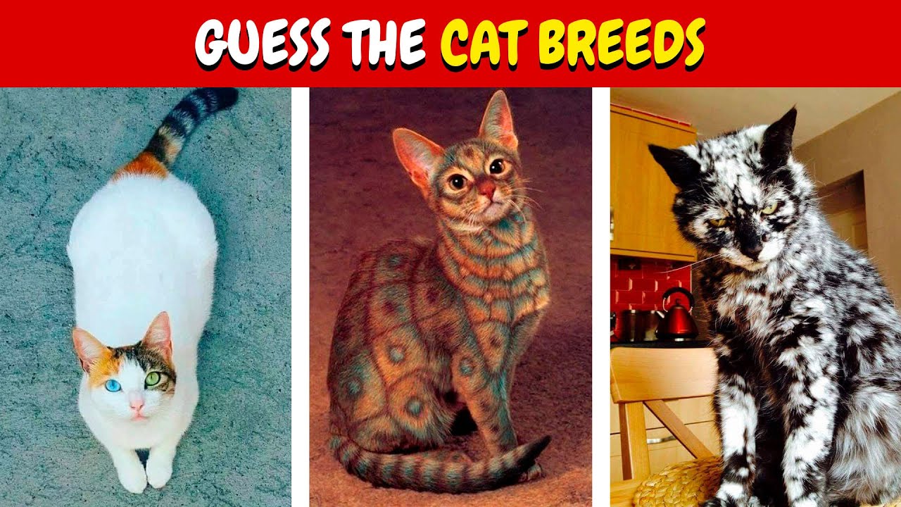 Guess the cat breed quiz | Animal quiz | Quiz for kids | General ...