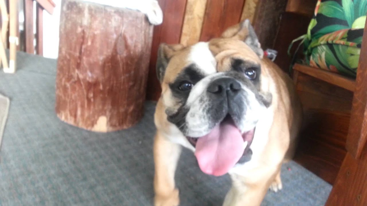 Small dog - YouTube