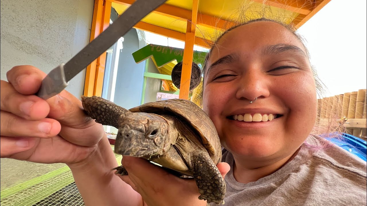 How to safely trim your 🐢’s BEAK in 5 minutes! 👍🐢 ️ - YouTube