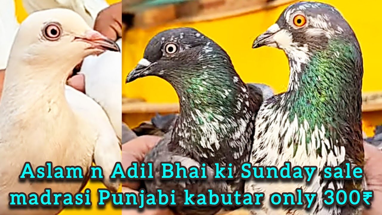Aslam n Adil Bhai ki Sunday sale madrasi Punjabi kabutar only 300 ...