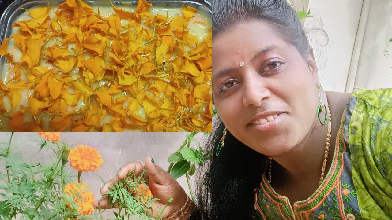 Marigold custard and it's benefits(சாமந்தி பூ கஸ்டேடு மற்றும் பயன்கள் ...