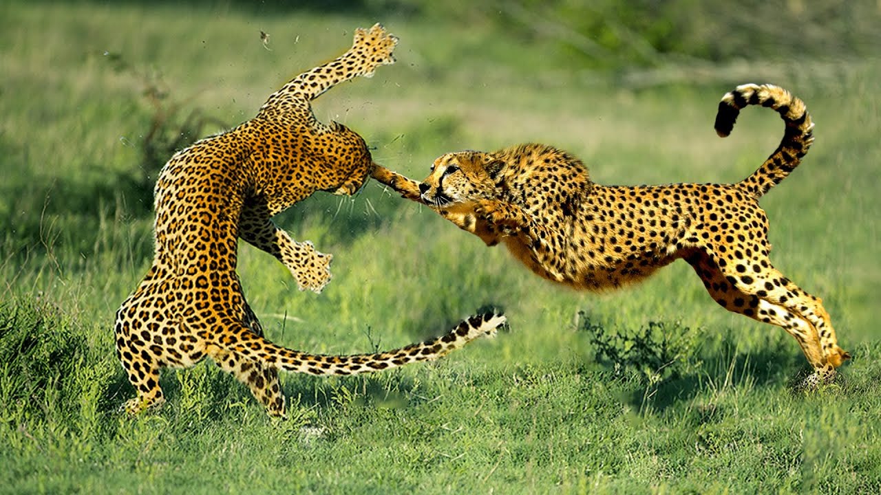 Gepard vs Leopard - YouTube