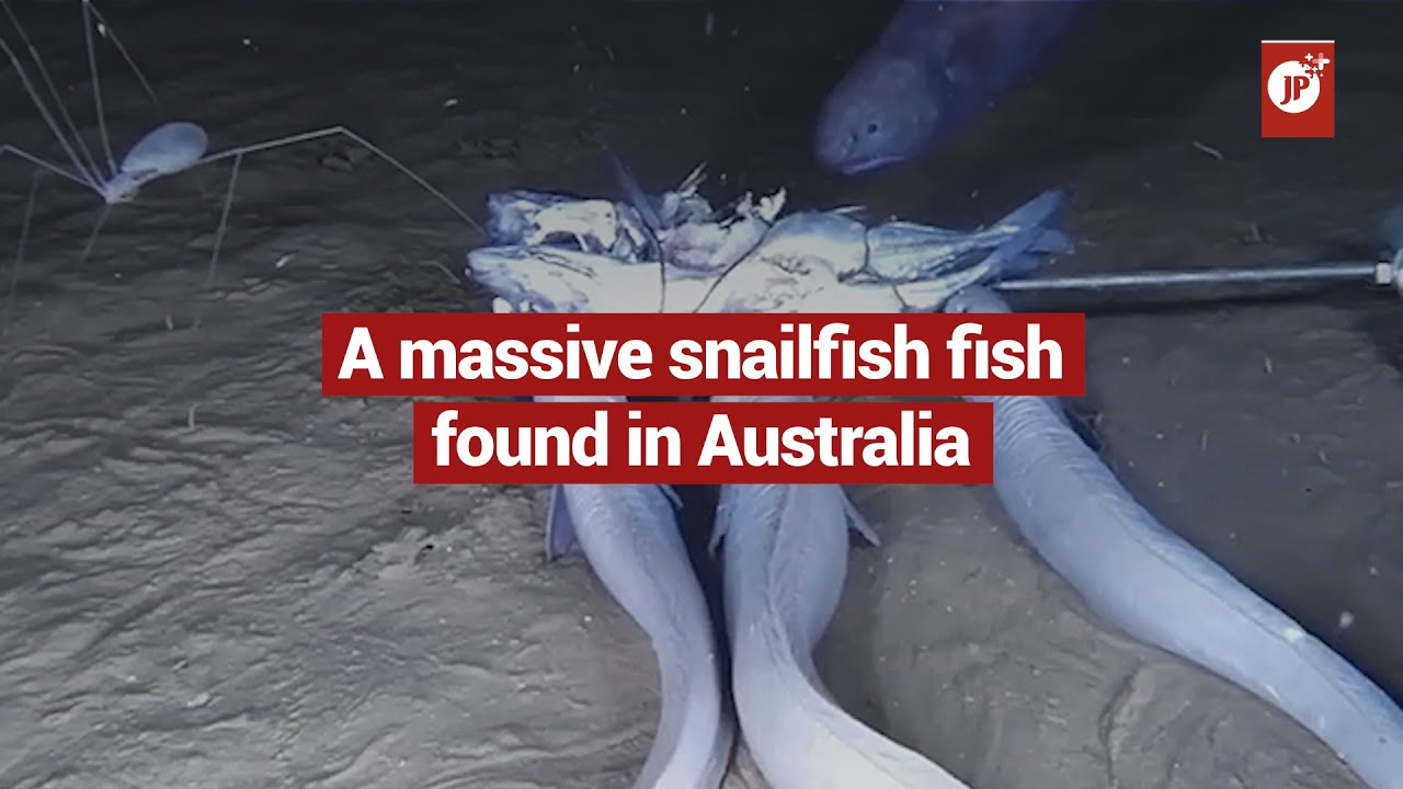 A massive snailfish fish found in Australia - YouTube
