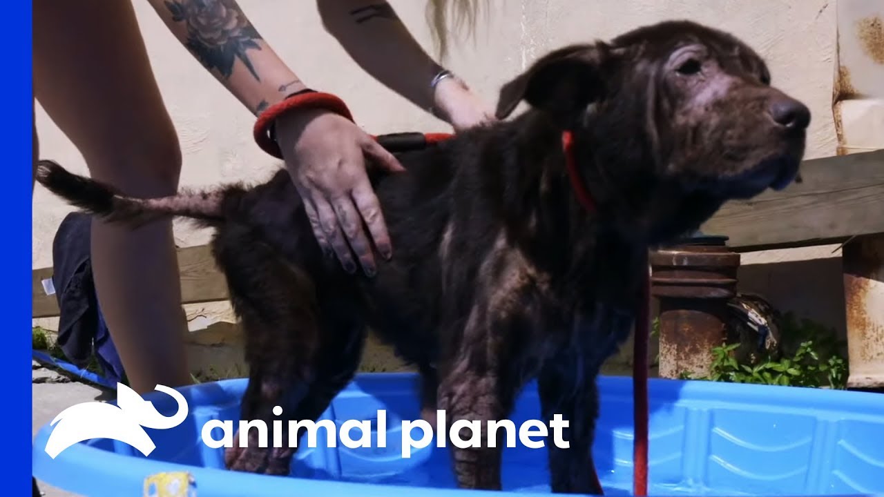 Dog With Huge Tumor and Severe Skin Condition Needs Urgent Care | Pit ...
