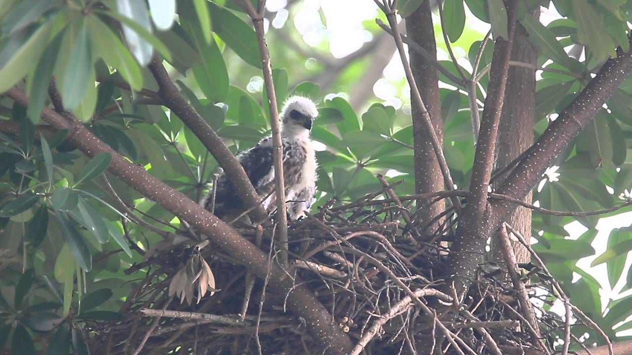 Crested goshawk baby's exercises, 鳳頭蒼鷹鶵鳥運動 - YouTube