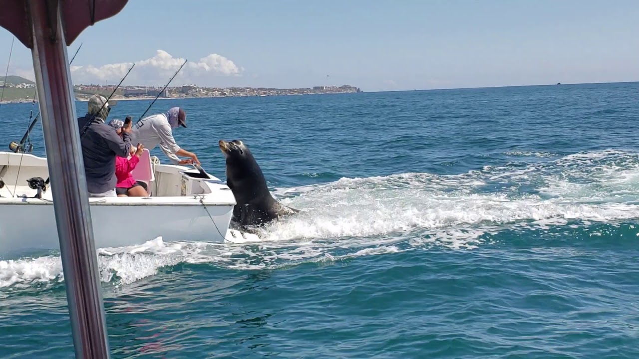 Sea Lion Hitches Ride on Boat For Fish in Cabo San Lucas! - YouTube