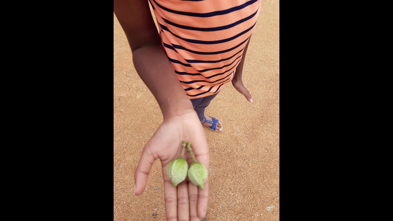 Extremely Rare Plants Mace/Gada shape unripe fruit|secrets of nature ...