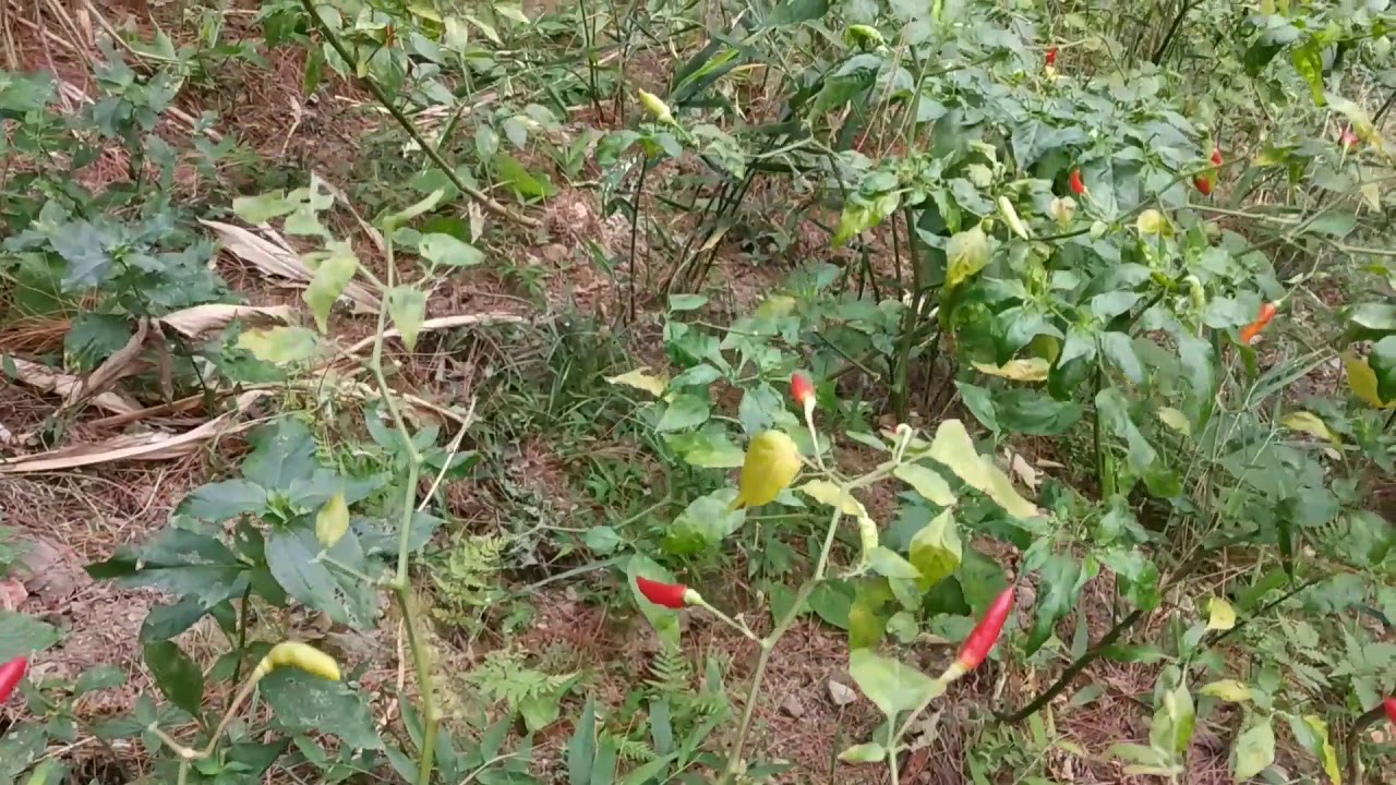 Harvest chili (panen lombok) - YouTube
