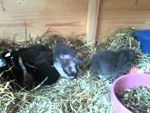 Baby French lop rabbits 17 days old - YouTube