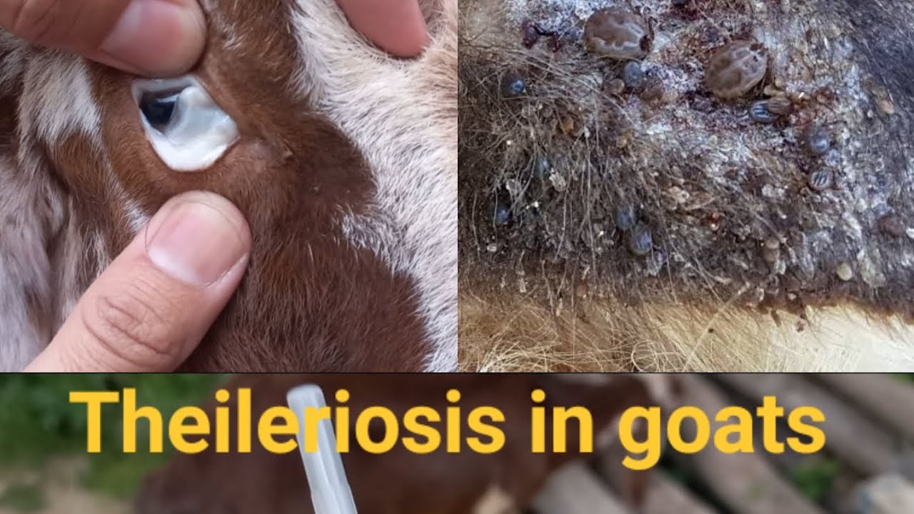 Theileriosis in Goat/ Ticks infestation and high temperature/ Aneamia ...