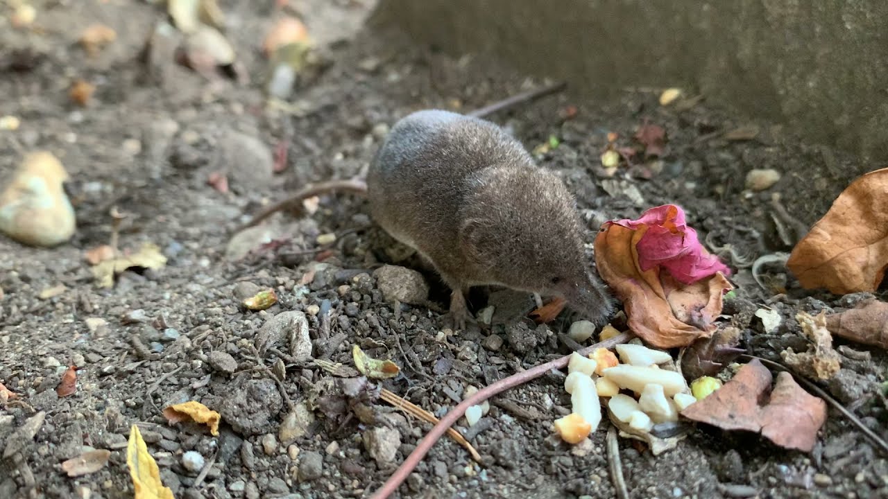 Baby shrew eating some food before nightfall - YouTube