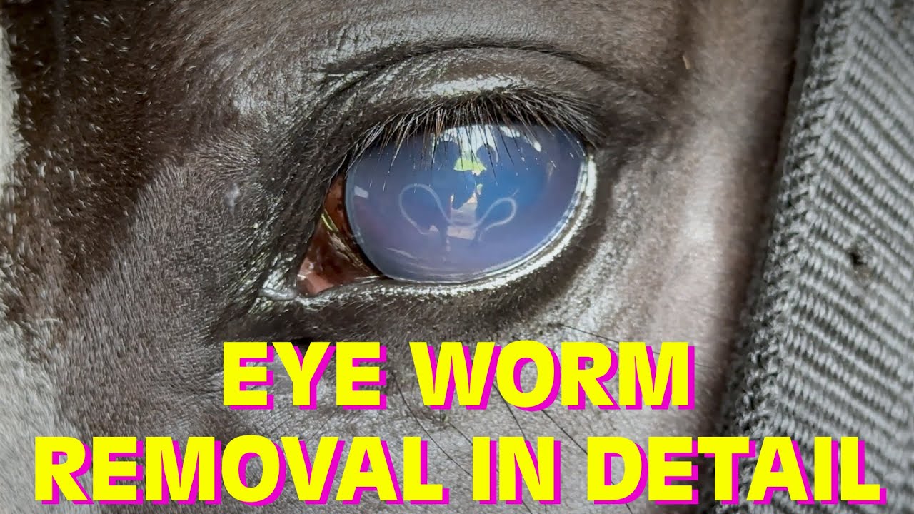 Eyeworm removal in detail | The Eye Vet - Episode 83 - YouTube