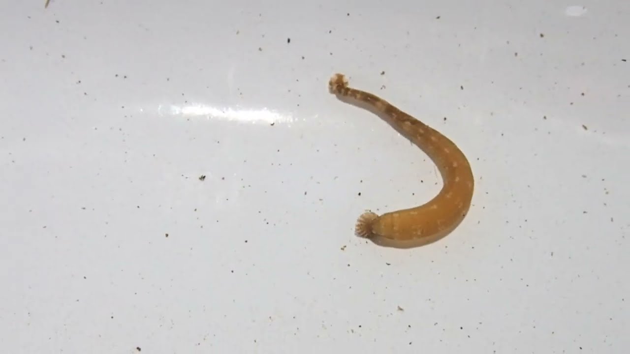 Group 6: Leeches (Piscicola geometra) - YouTube