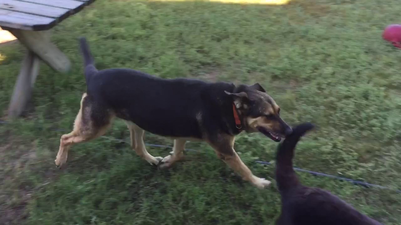 20170226 - Lucky dog vs "The Buzzards" - YouTube