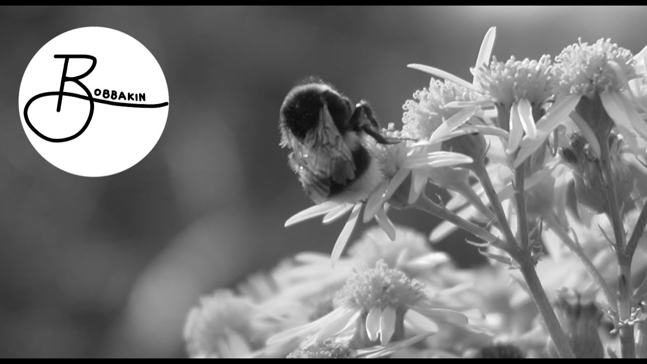 Project Rebirth - YouTube