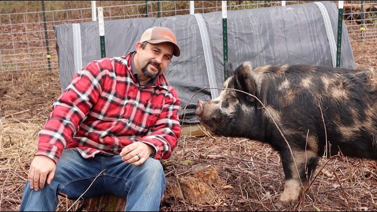 The IDAHO PASTURE PIGS are FINALLY Here! - YouTube