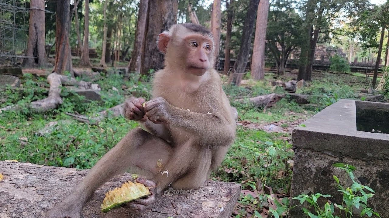 Watch adorable monkeys Snoopy enjoying mango for dinner💗🐒 #pigtail # ...