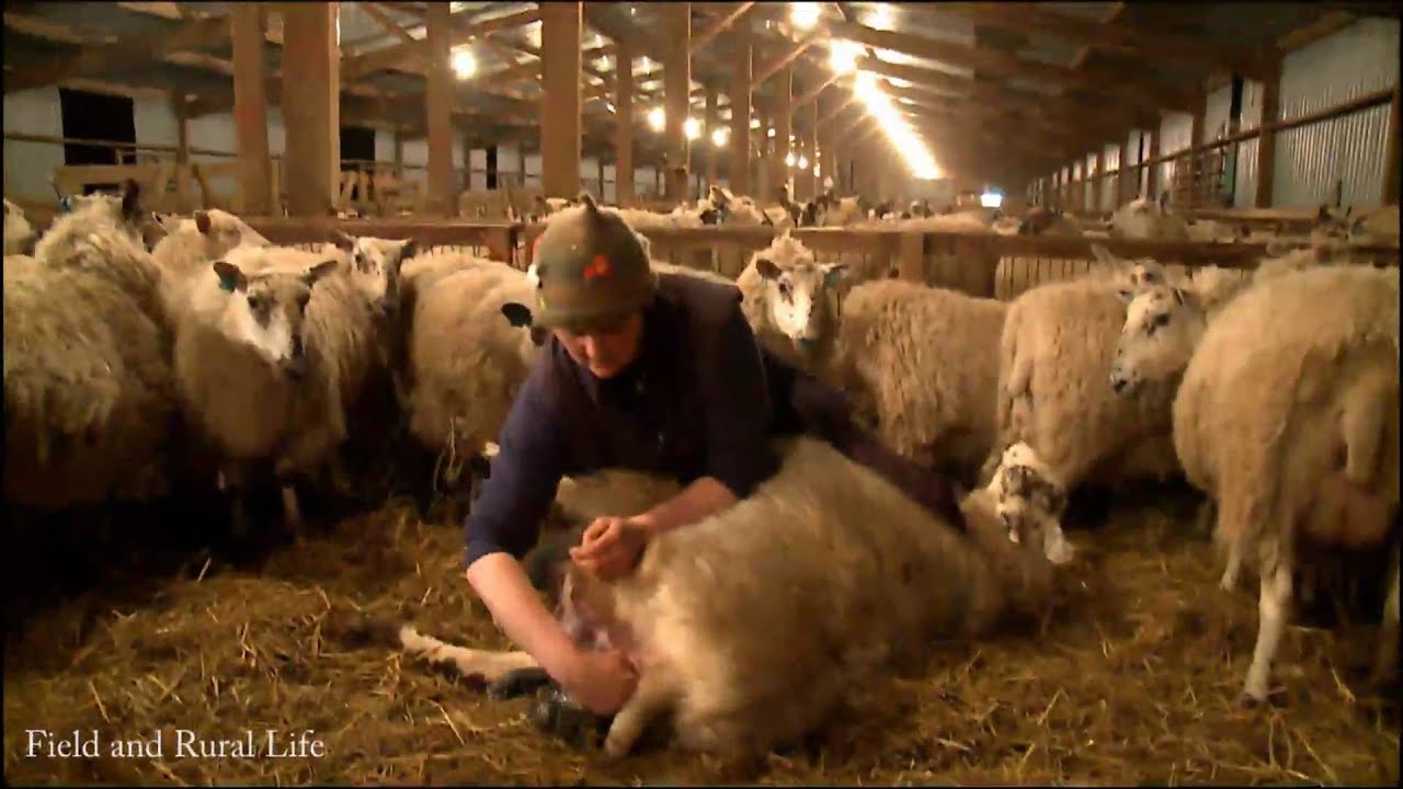 A Night Shift Lambing 1800 Ewe's - YouTube