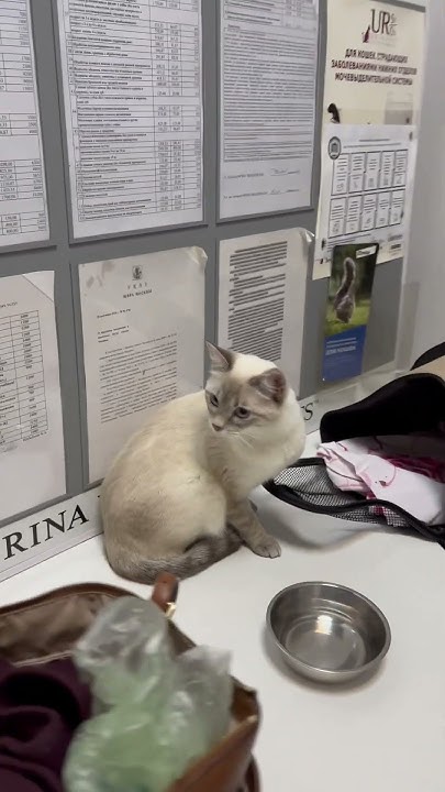 Кошка отравилась цветком что делать какие меры принять приехали в