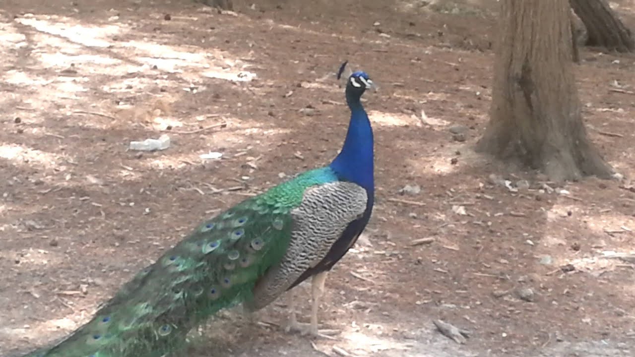 Peacock almost attack Rollo - YouTube
