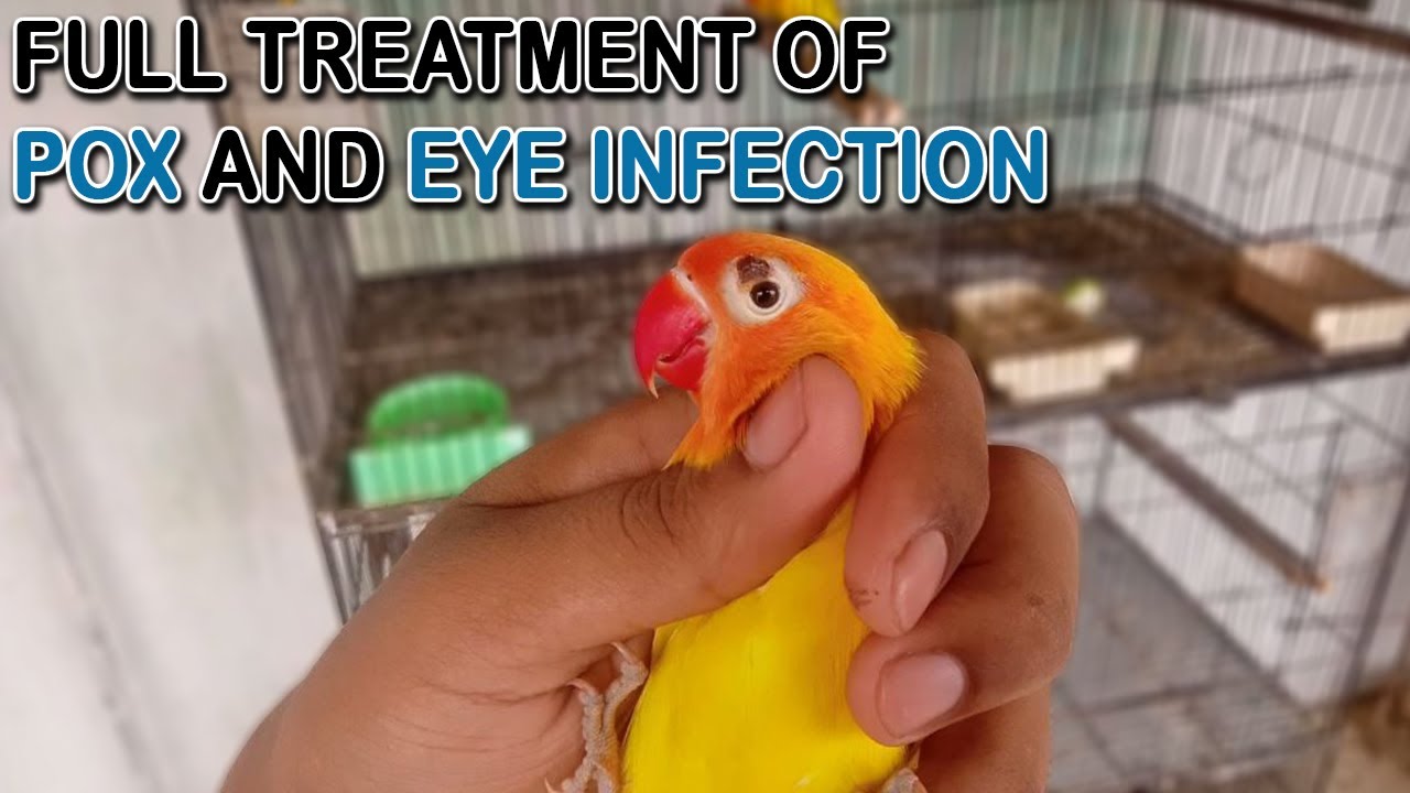LOVE BIRDS FULL TREATMENT OF POX, EYE INFECTION AND MITES ATTACK | AA ...