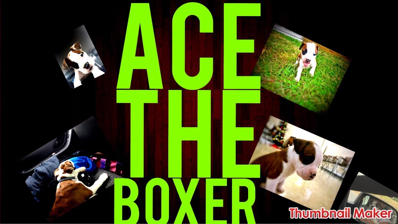 ACE MEETS THE LOVE OF HIS LIFE !! - YouTube