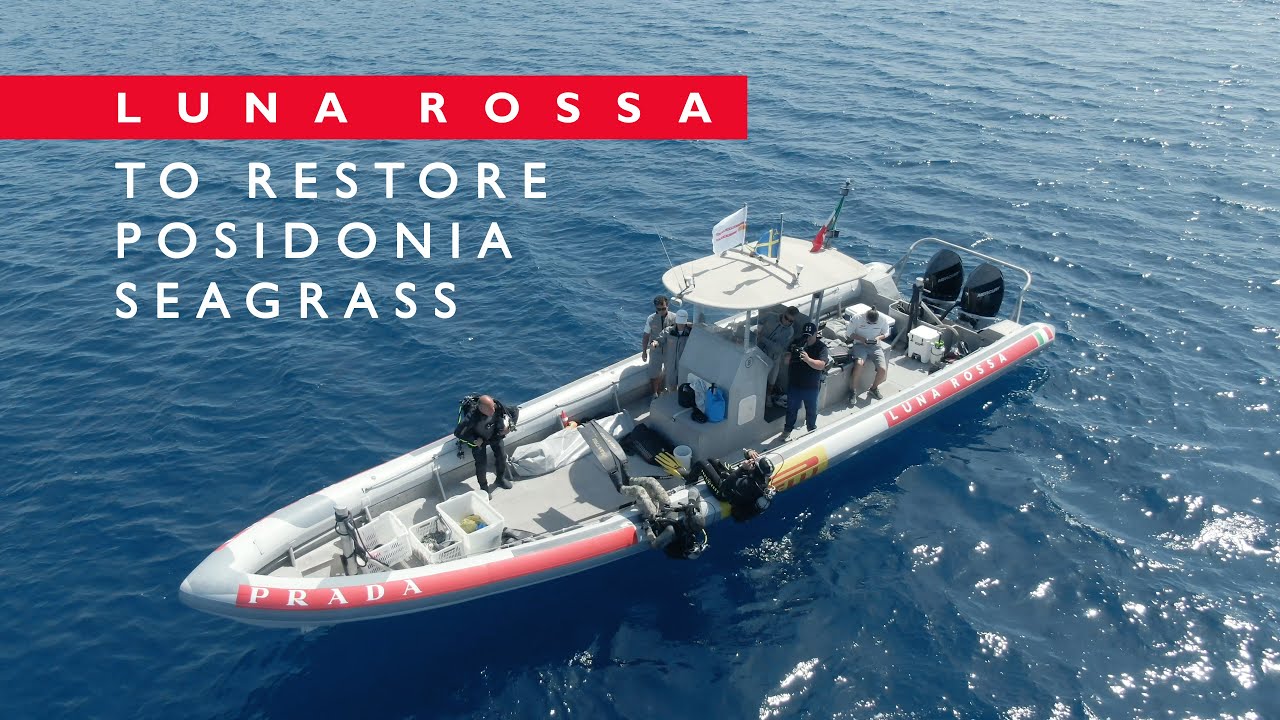 800 POSIDONIA OCEANICA CUTTINGS TO RESTORE THE MARINE ECOSYSTEM - Luna ...