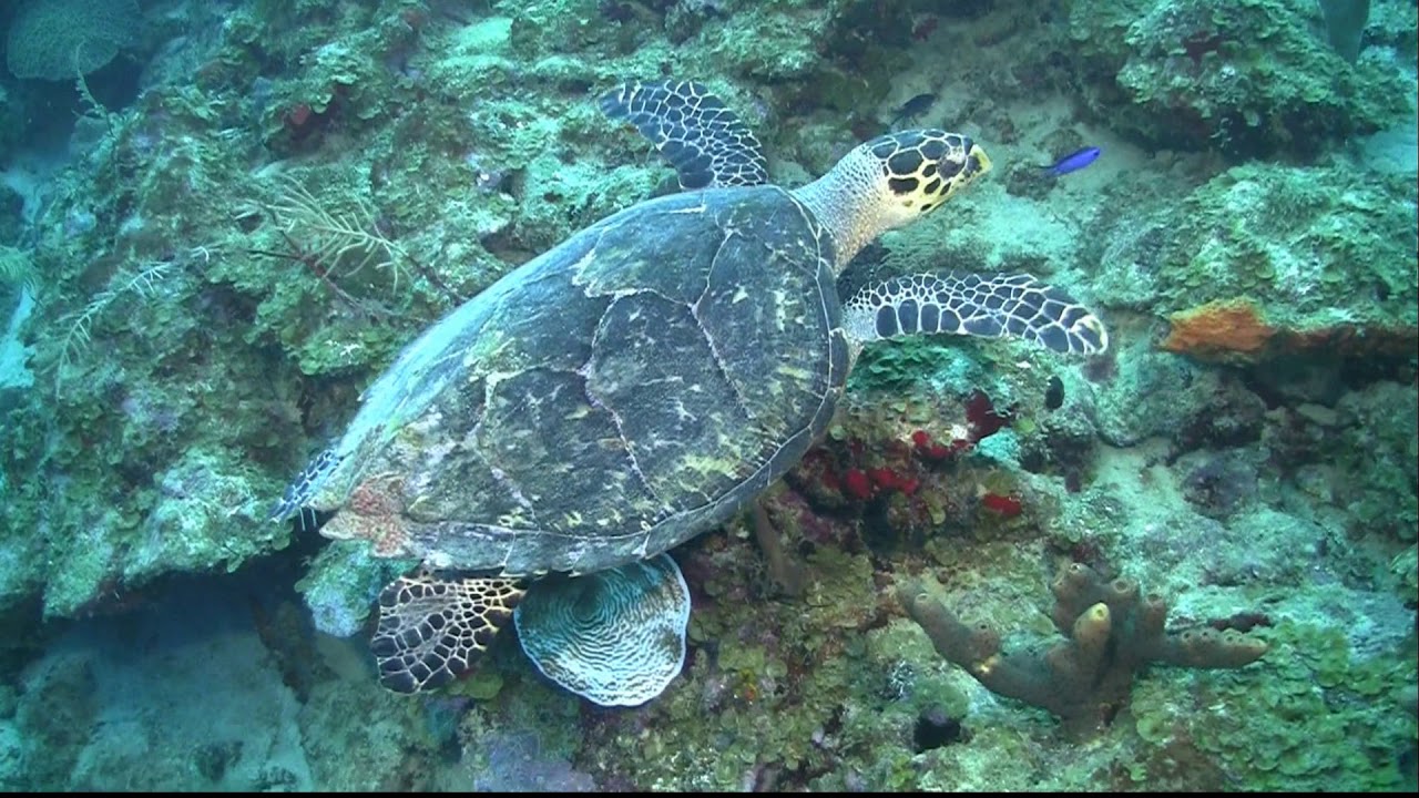 Turtle Parade 2016 - YouTube