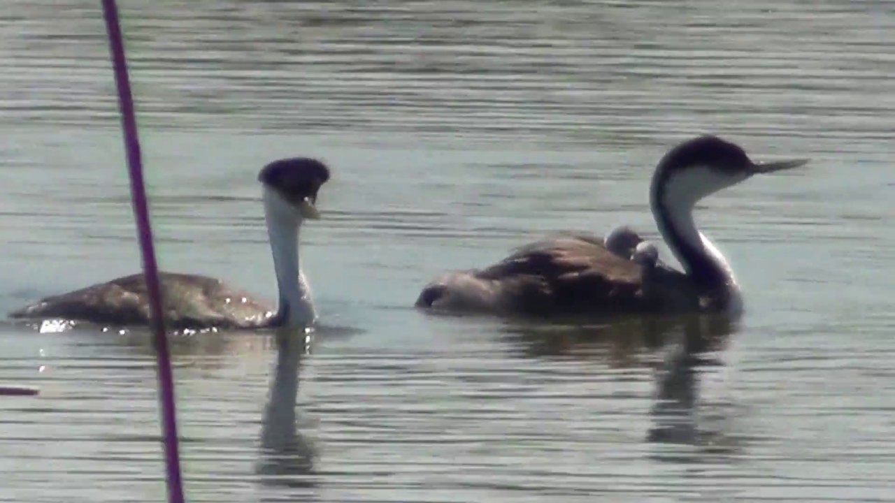 North American Wildlife --- Western Grebe, parents feeding & carrying ...