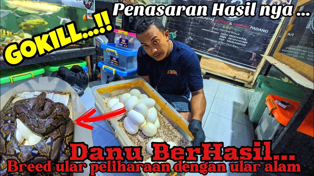 GOKILL‼️ DANU BERHASIL BREED ULAR PELIHARAAN DENGAN ULAR ALAM⁉️🧐 - YouTube