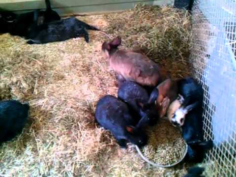 Update on grow out colony. Meat rabbits - YouTube