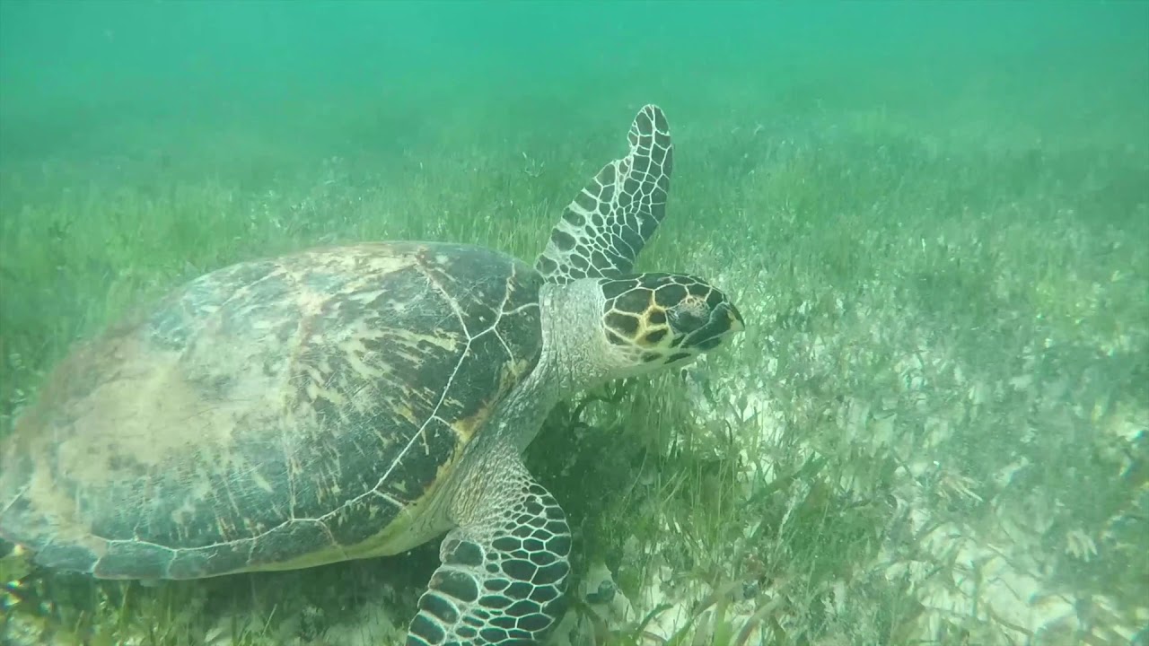 Snorkeling with A Lobster & A Turtle - YouTube
