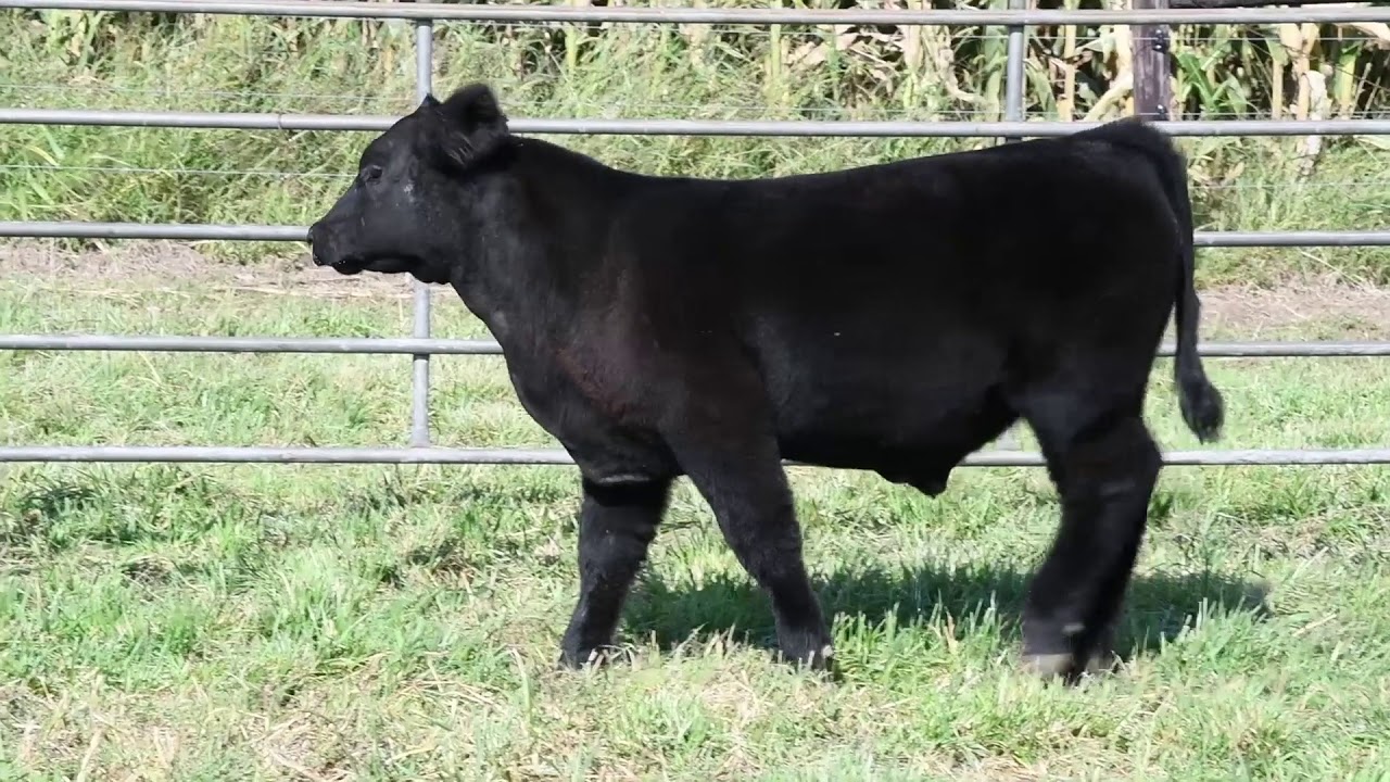 Hellbusch 2018 Tag 10 - YouTube