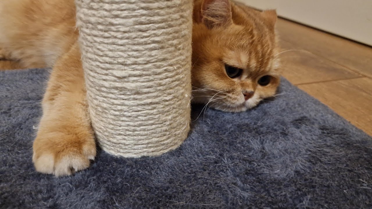 This tower is mine... or else... - YouTube