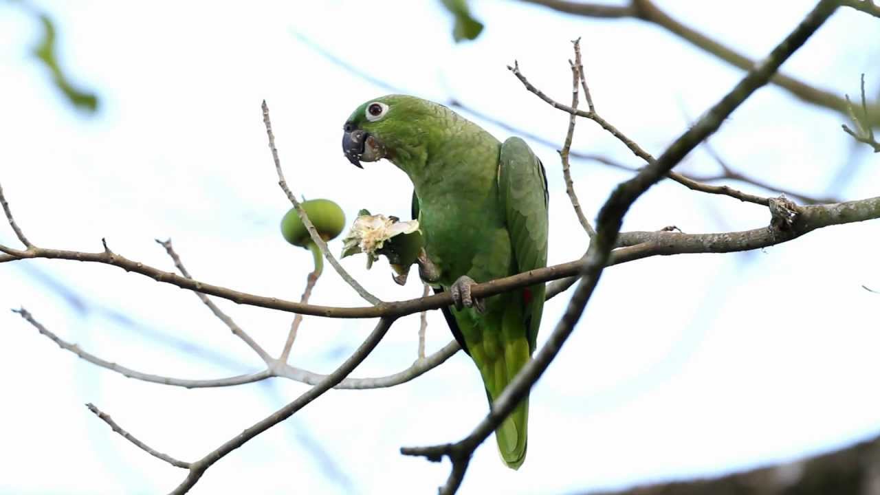 Mealy Parrot - YouTube