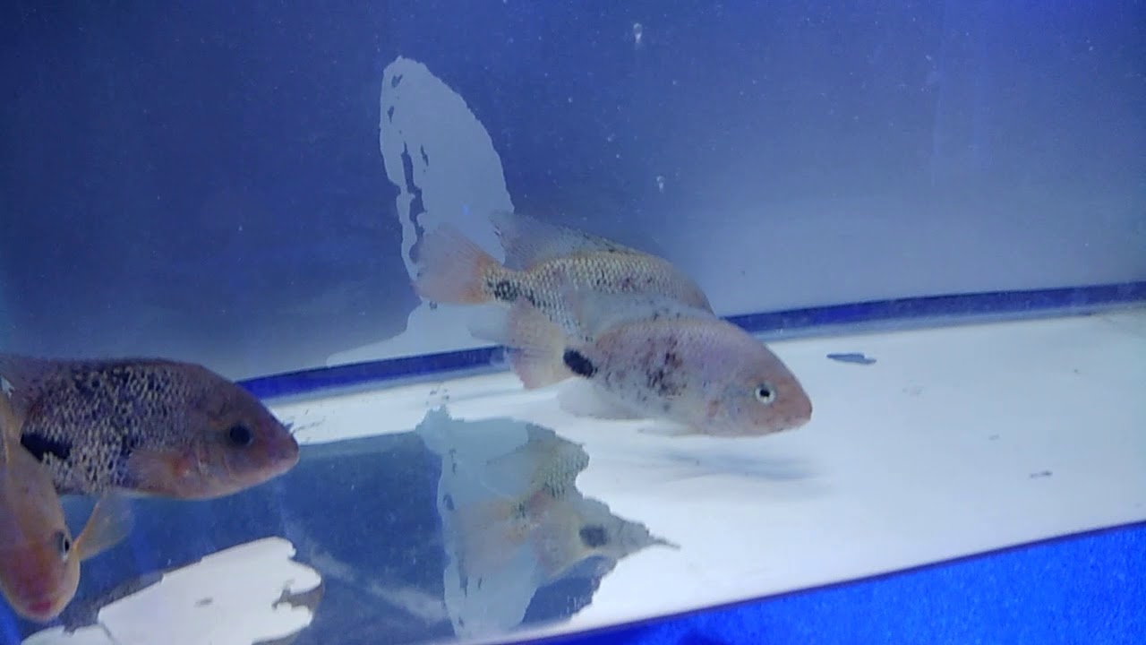 Aqua rime in kakinada Beach festival - YouTube