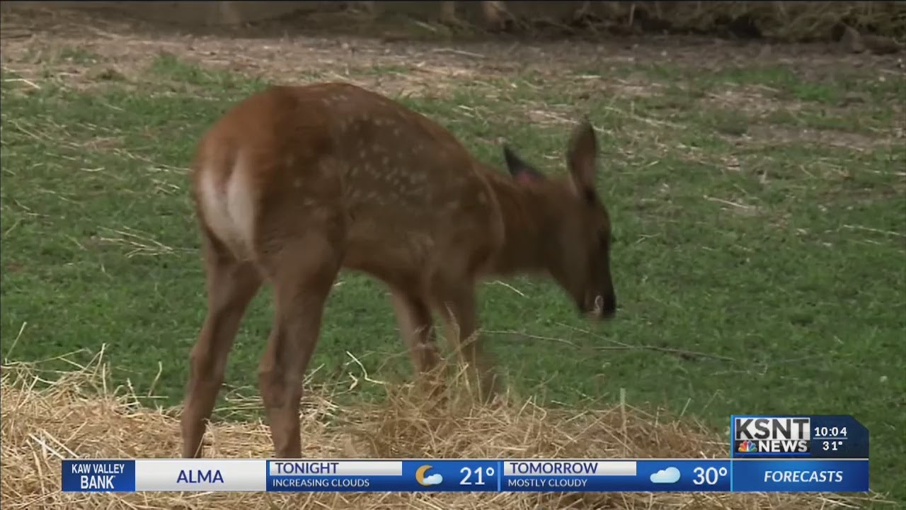 The truth behind "zombie deer disease" - YouTube