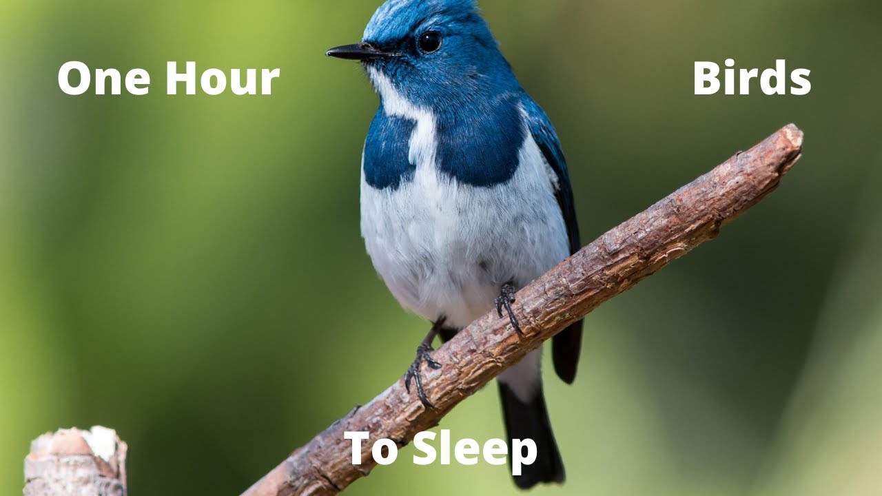 Birds Meditation Music - To Sleep To Study - To Work - One Hour - YouTube