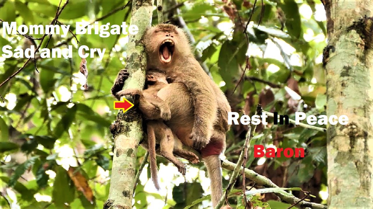 SAD! MILLION TEAR DROP..... Poor Monkey Brianna Holding & Huge, her ...