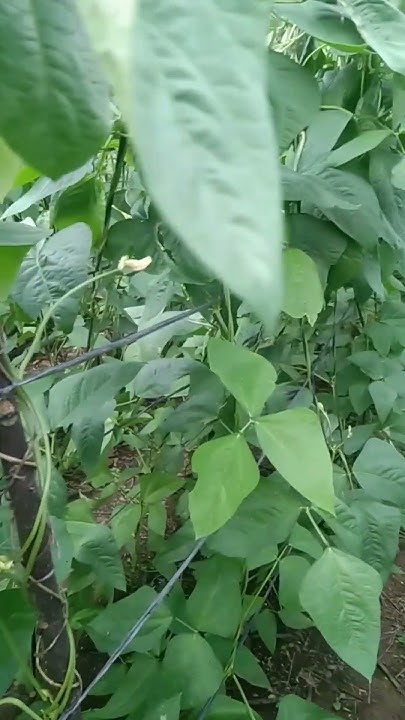 Alhamdulillah kacang panjang tahap 2 sudah mulai berbuah - YouTube
