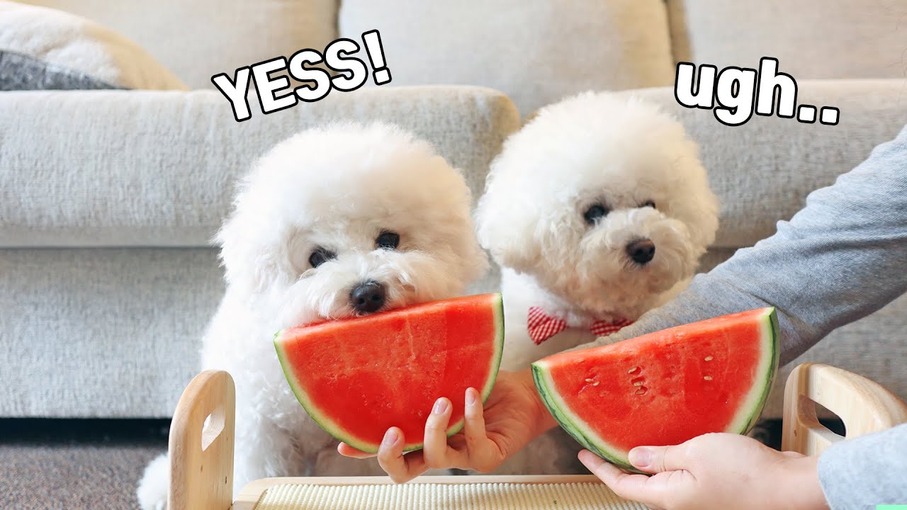 My Puppies Review Watermelon for the First Time! - YouTube