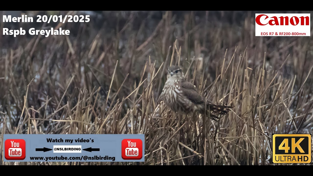 Merlin RSPB Greylake 20 01 2025 - YouTube